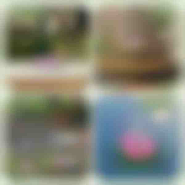 Lotoso formos saulės fontanas | SOLOTUS – vigoshop.lt